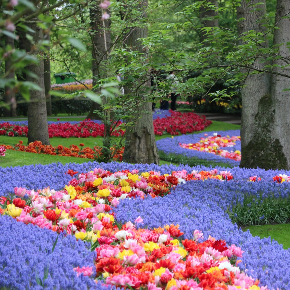 Lalea Tulipa Cape Town 5 bucati - eMAG.ro