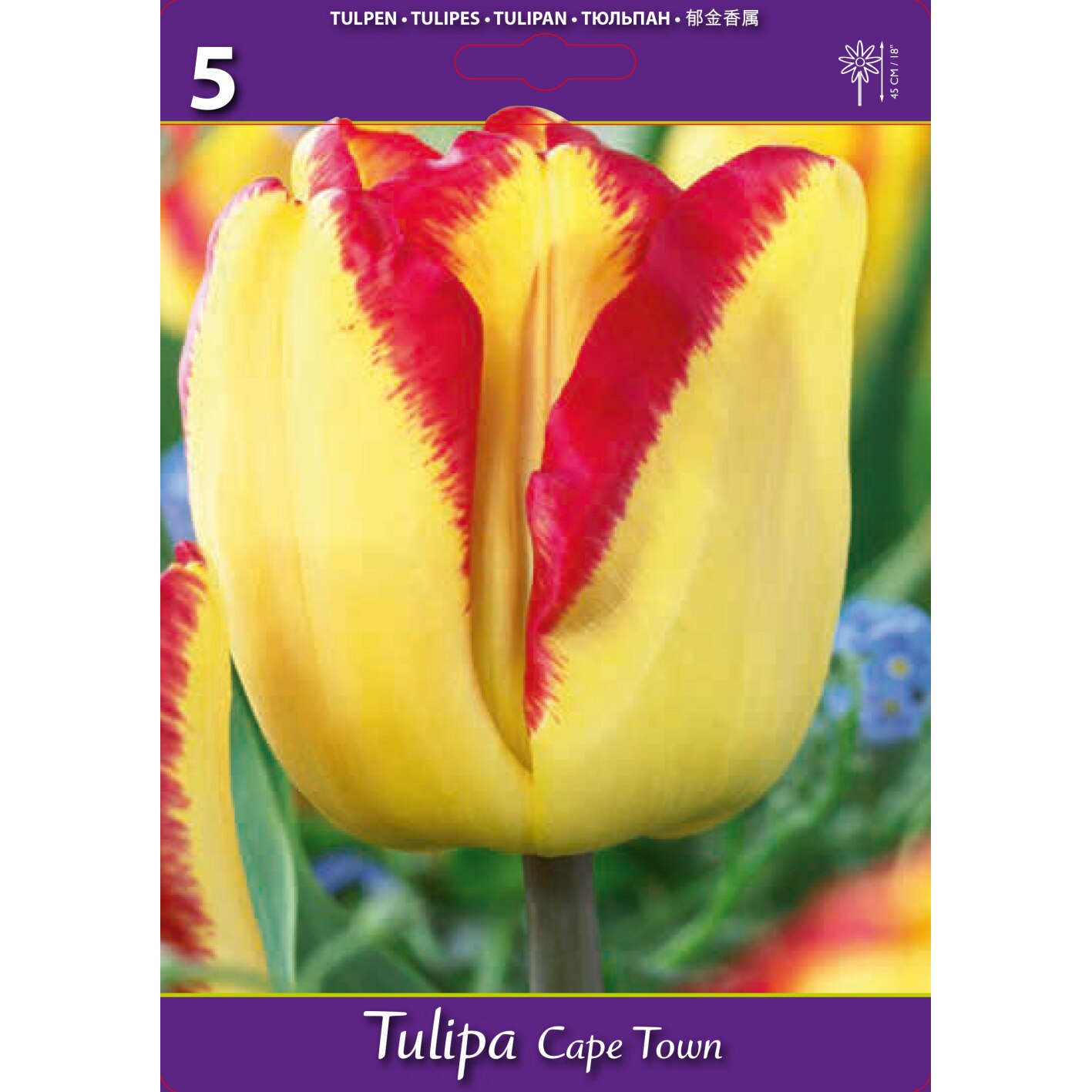 Lalea Tulipa Cape Town 5 bucati - eMAG.ro