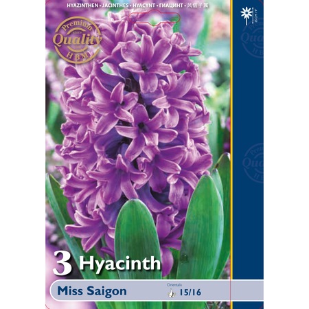 Zambila Hyacinthus Miss Saigon 3 bucati - eMAG.ro