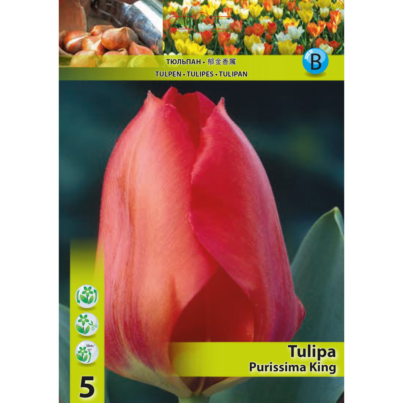 Lalea Tulipa Purissima King 5 bucati - eMAG.ro