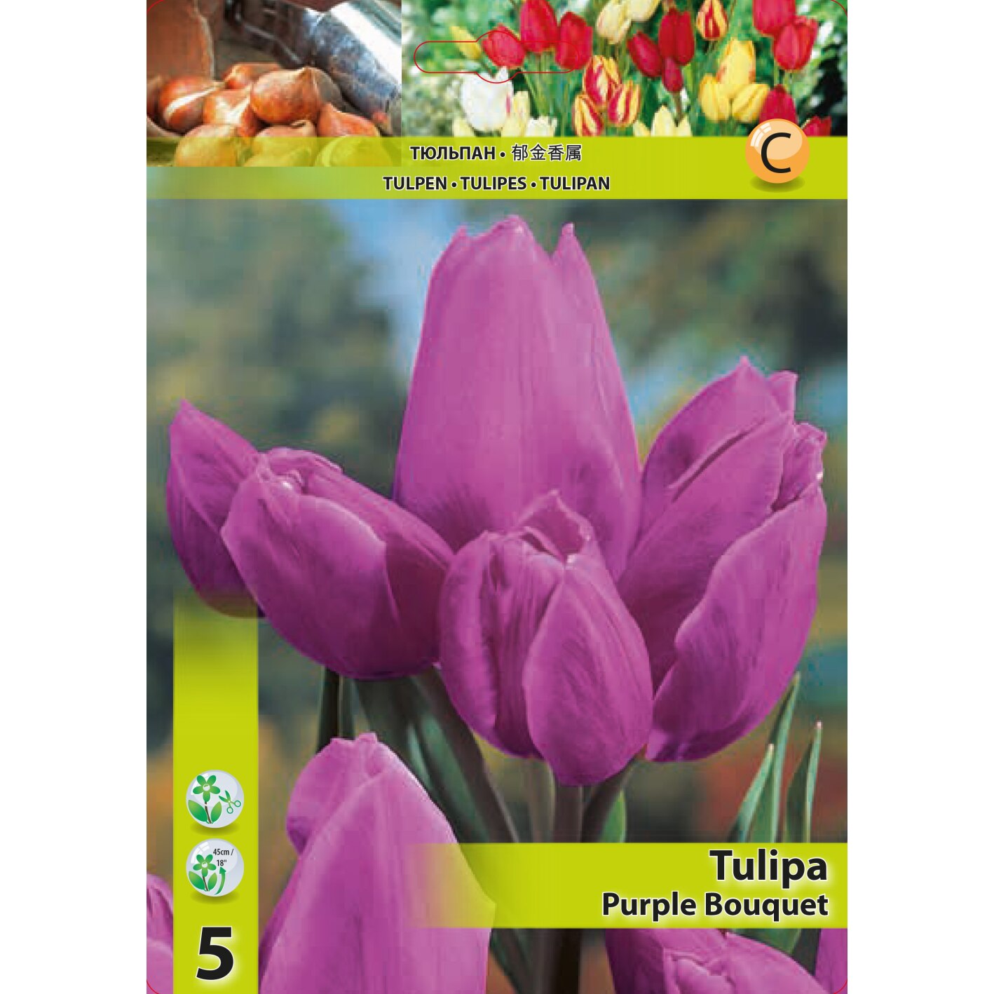 Lalea Tulipa Purple Bouquet 5 bucati - eMAG.ro