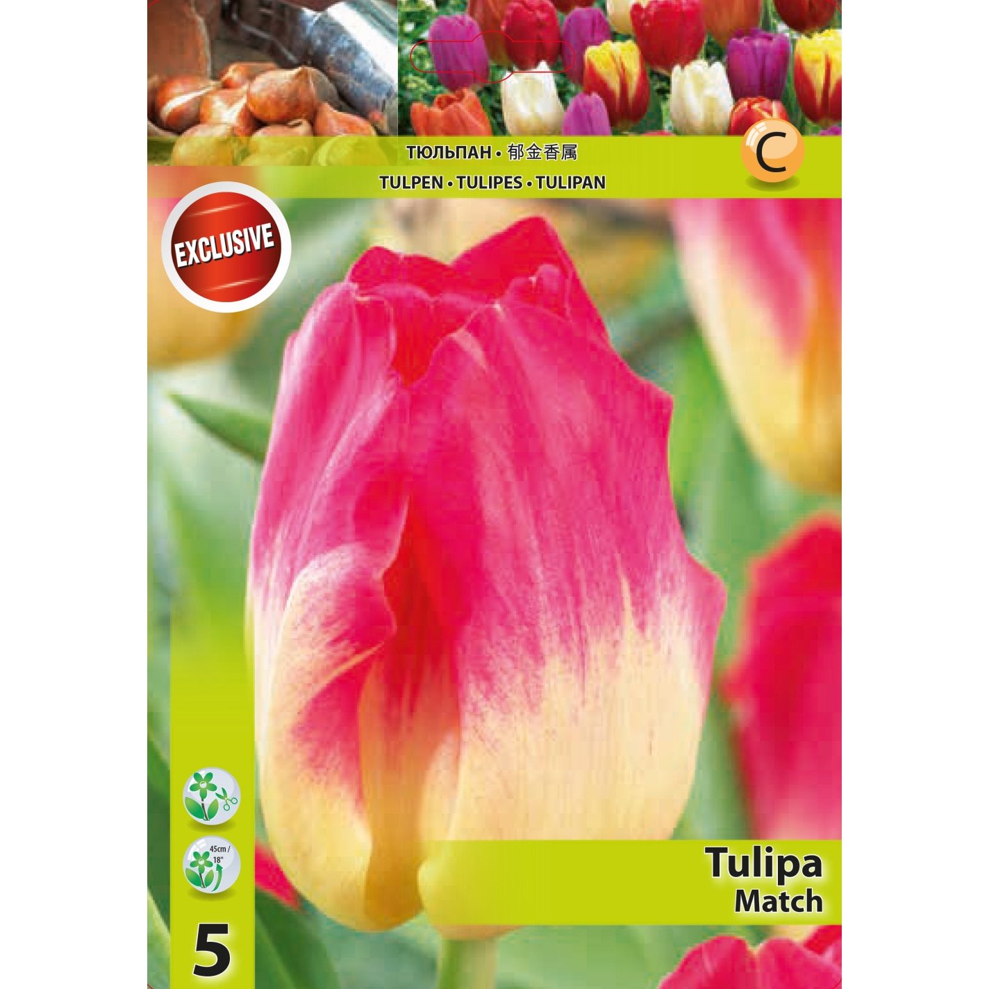 Lalea Tulipa Match 5 bucati - eMAG.ro