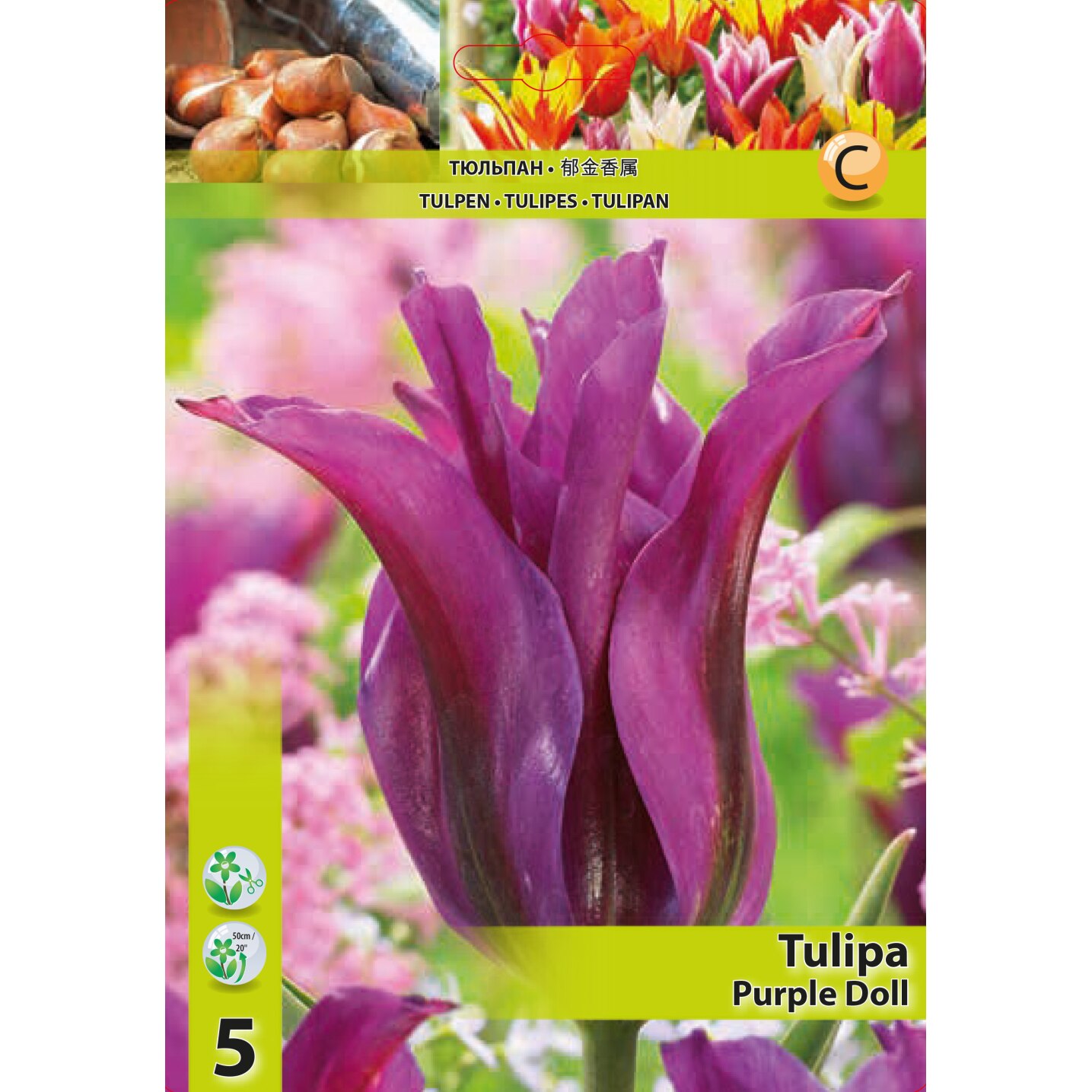 Lalea Tulipa Purple Doll 5 bucati - eMAG.ro