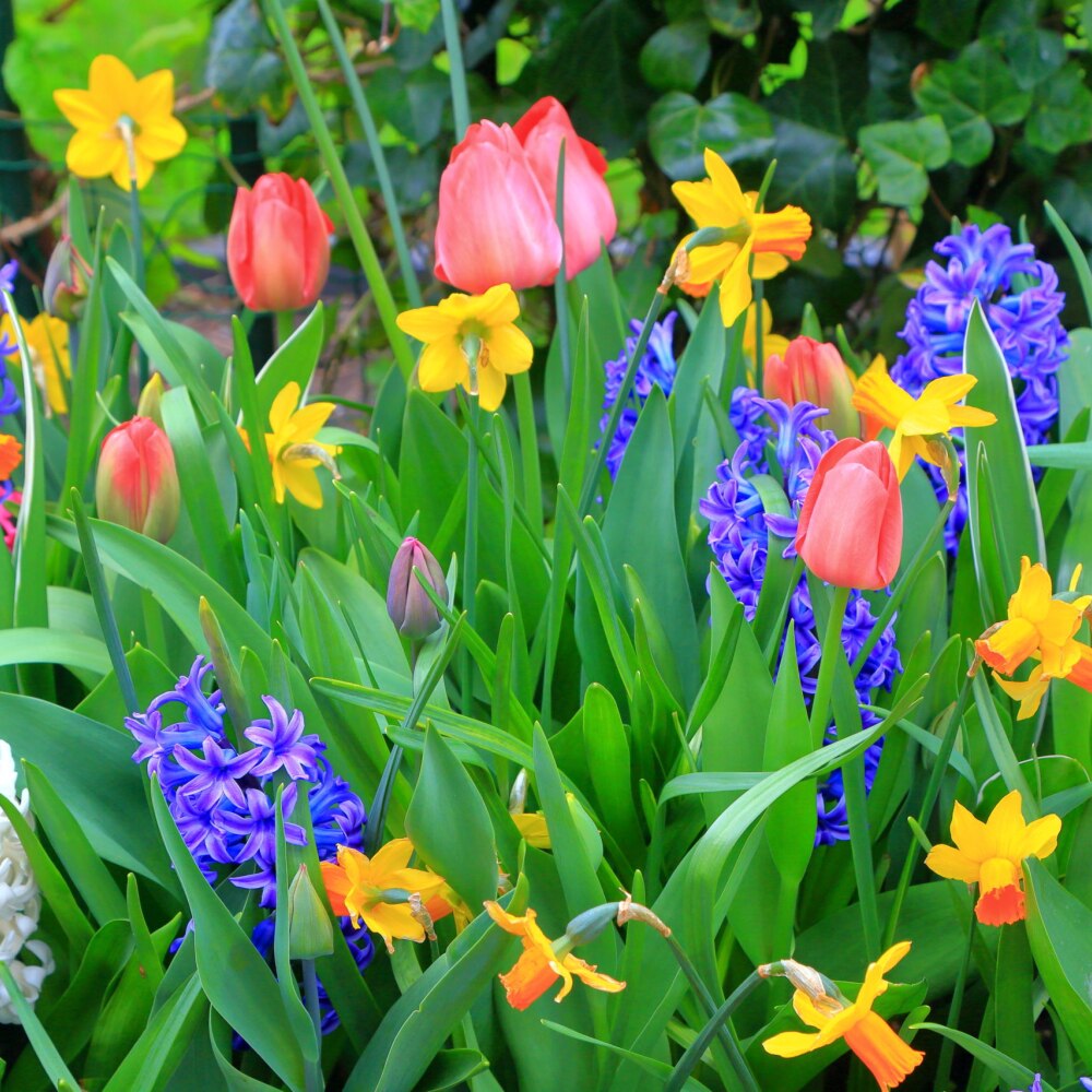 Zambila Hyacinthus Miss Saigon 3 bucati - eMAG.ro