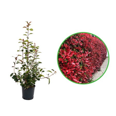 Photinia Red Robin bokor, 3 literes fazék, h 60-80 cm - eMAG.hu