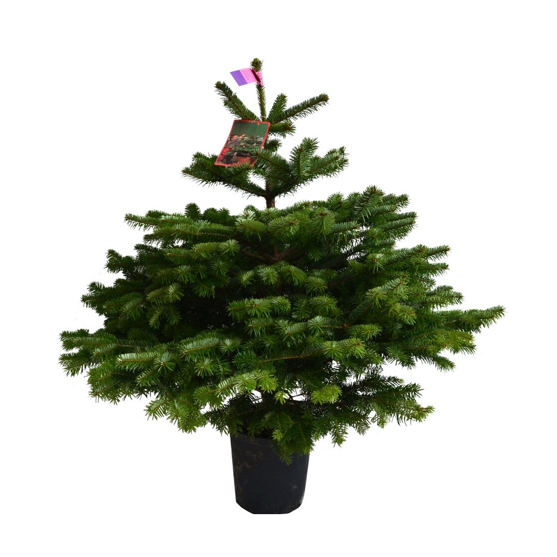 Brad Natural crescut in ghiveci 60-80 cm - eMAG.ro