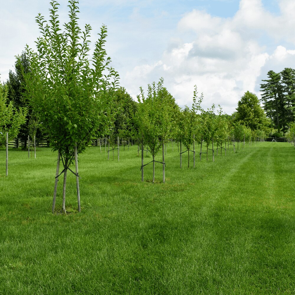 Prun Prunus domestica Bluefre, ghiveci 3.6 L, h 100-120 cm - eMAG.ro
