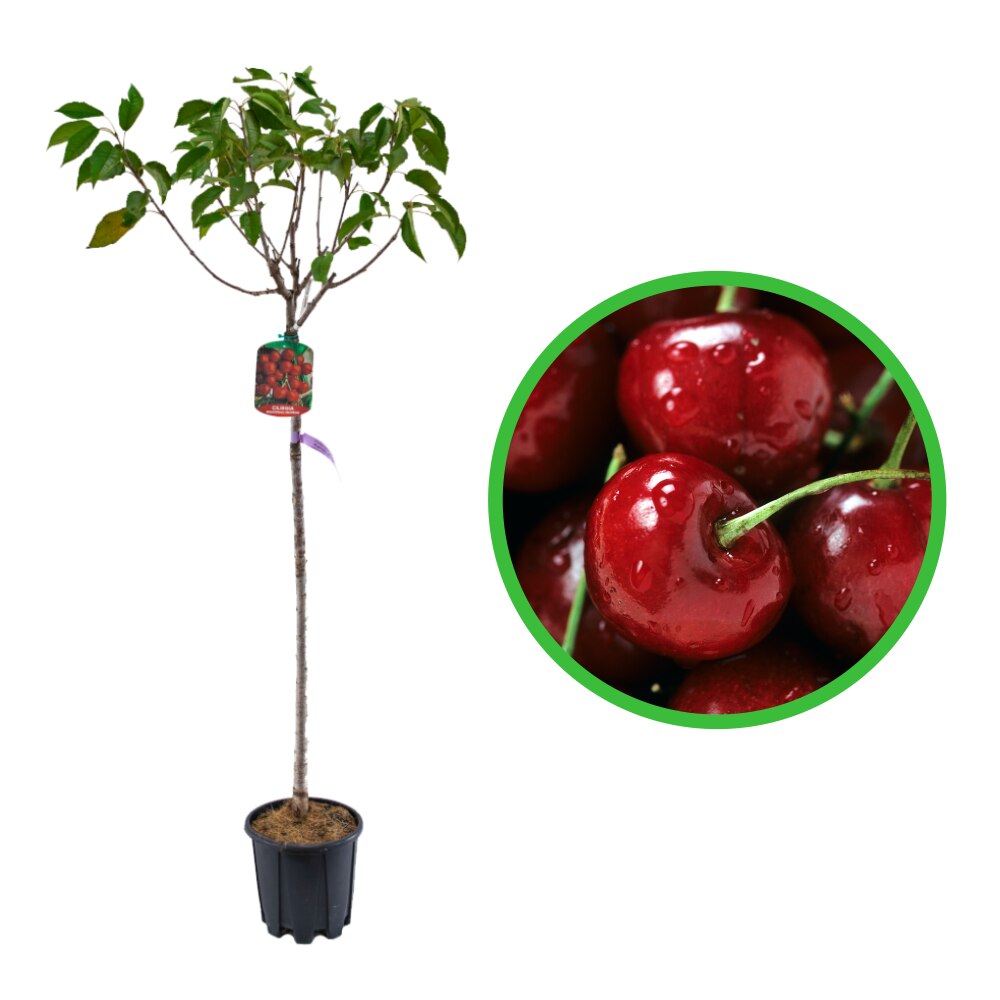 Cires Prunus Rosaceae Sunburst, ghiveci 9L, inaltime 150-170 cm - eMAG.ro
