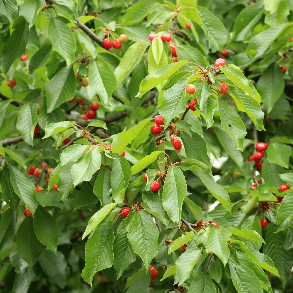 Cires Prunus Rosaceae Sunburst, ghiveci 9L, inaltime 150-170 cm - eMAG.ro