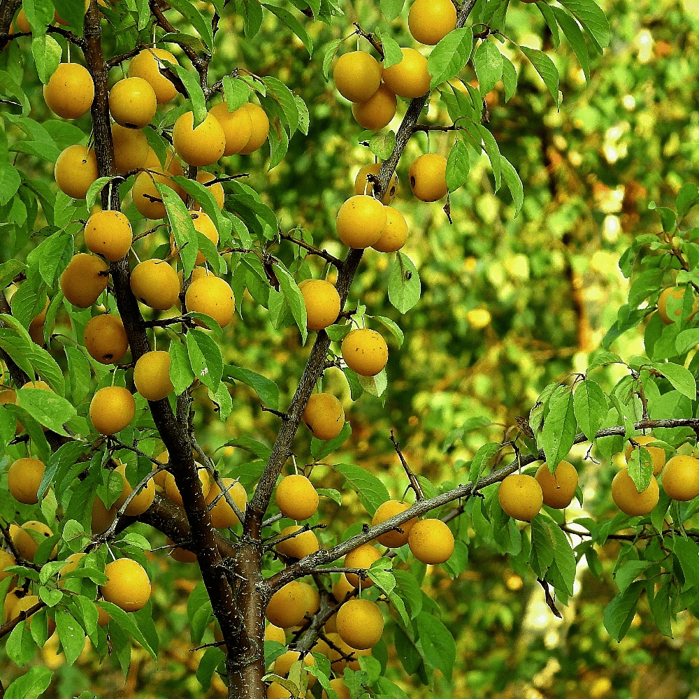 Слива Prunus domestica Regina Claudia giaLa, саксия 9 L, h 150-170 cm ...