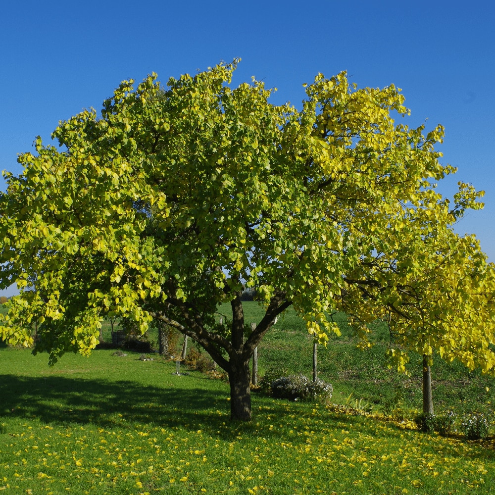 Кайсия Prunus Armeniaca San Castrese, саксия 9L, височина 150-170 см ...