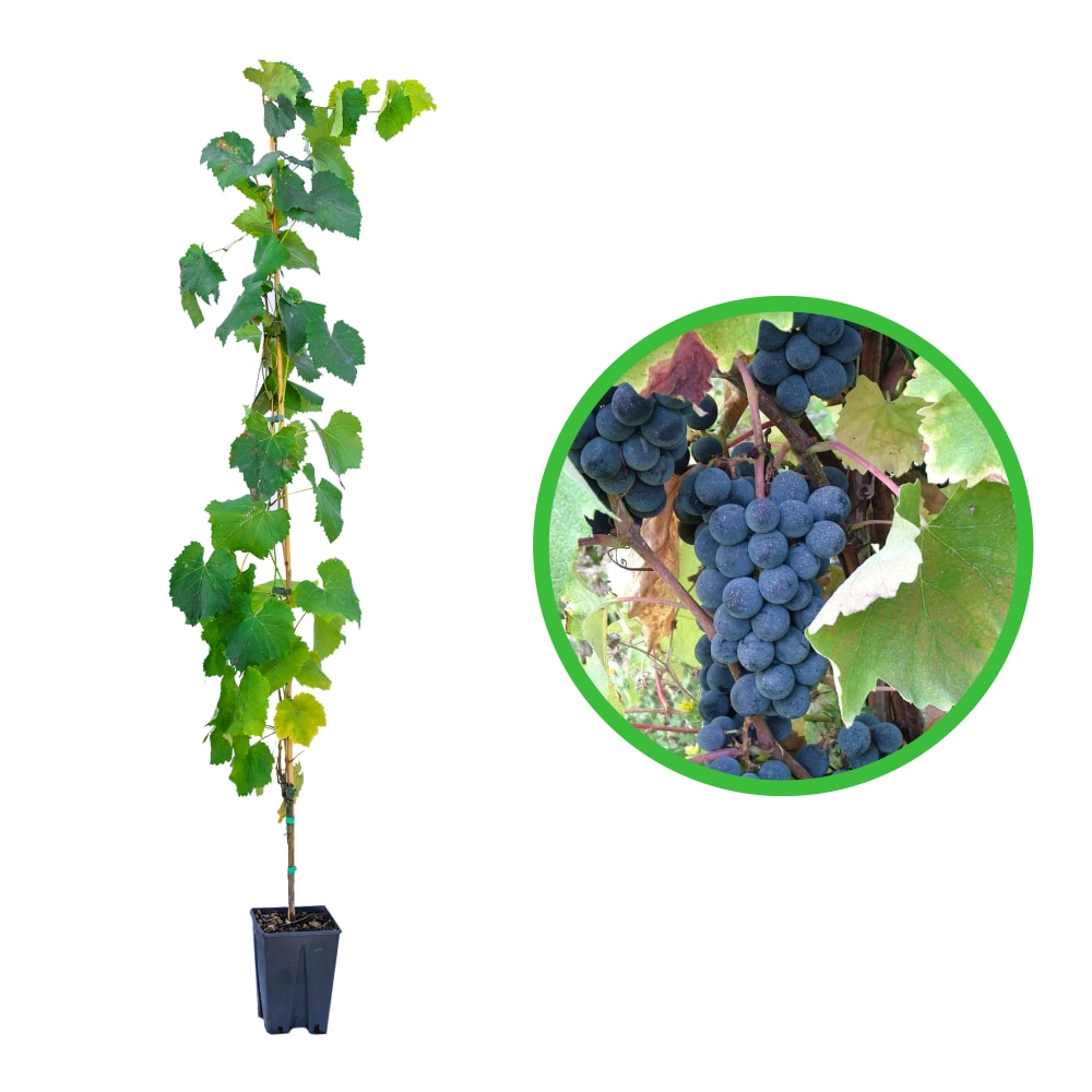 Vita de vie Vitis Vitaceae Isabella Nera, ghiveci 3.6 L, h 150-170 cm ...