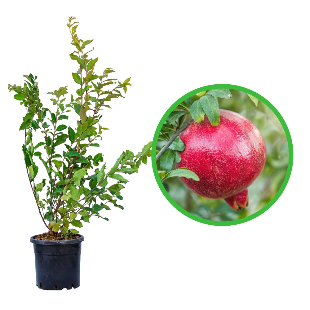 Rodiu Melograno Mollar, ghiveci 7L, inaltime 140-160 cm - eMAG.ro