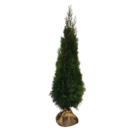 Arbore decorativ Tuia Occidentalis Smaragd, radacina protejata, 60-80 ...