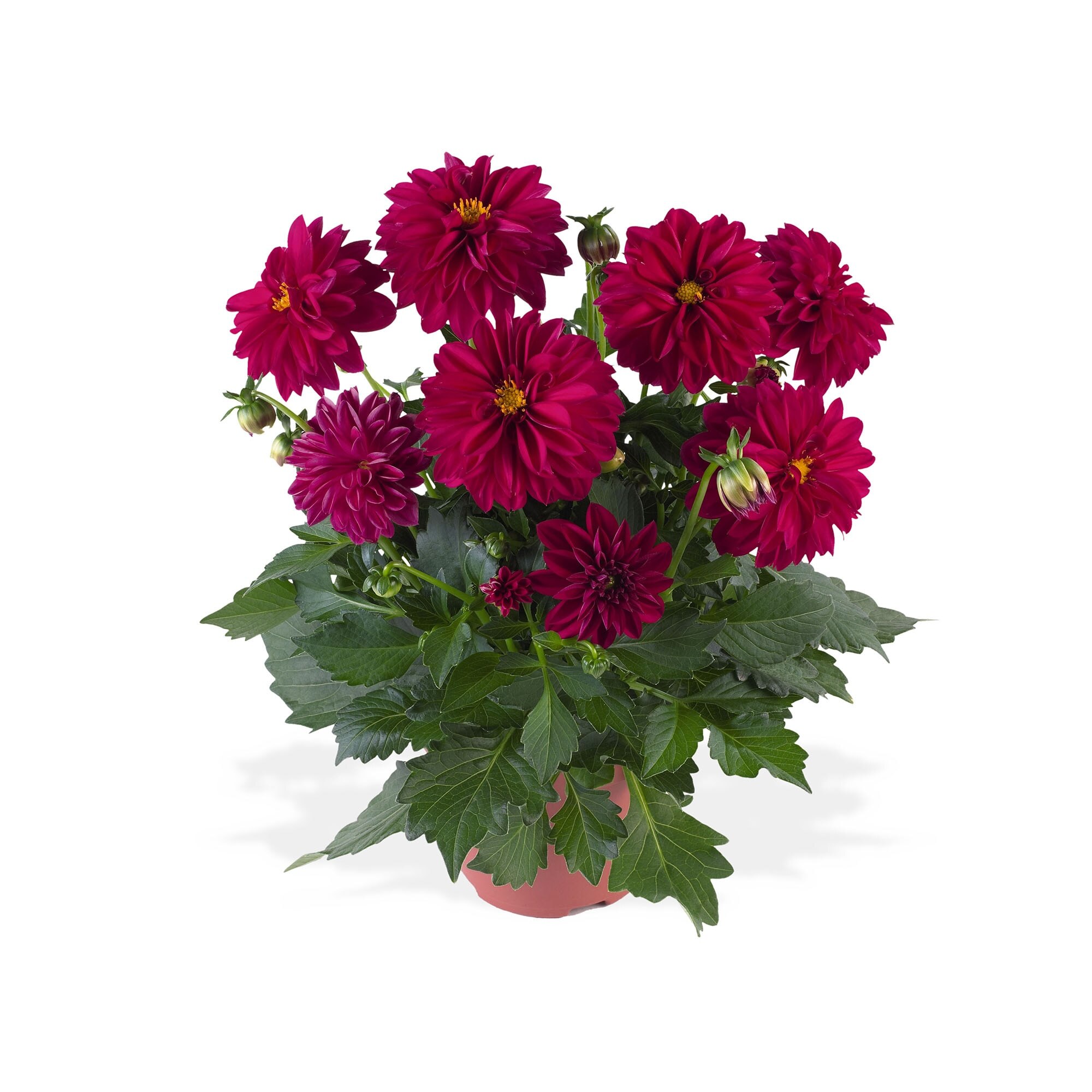 Pachet 15 bulbi dalia - eMAG.ro