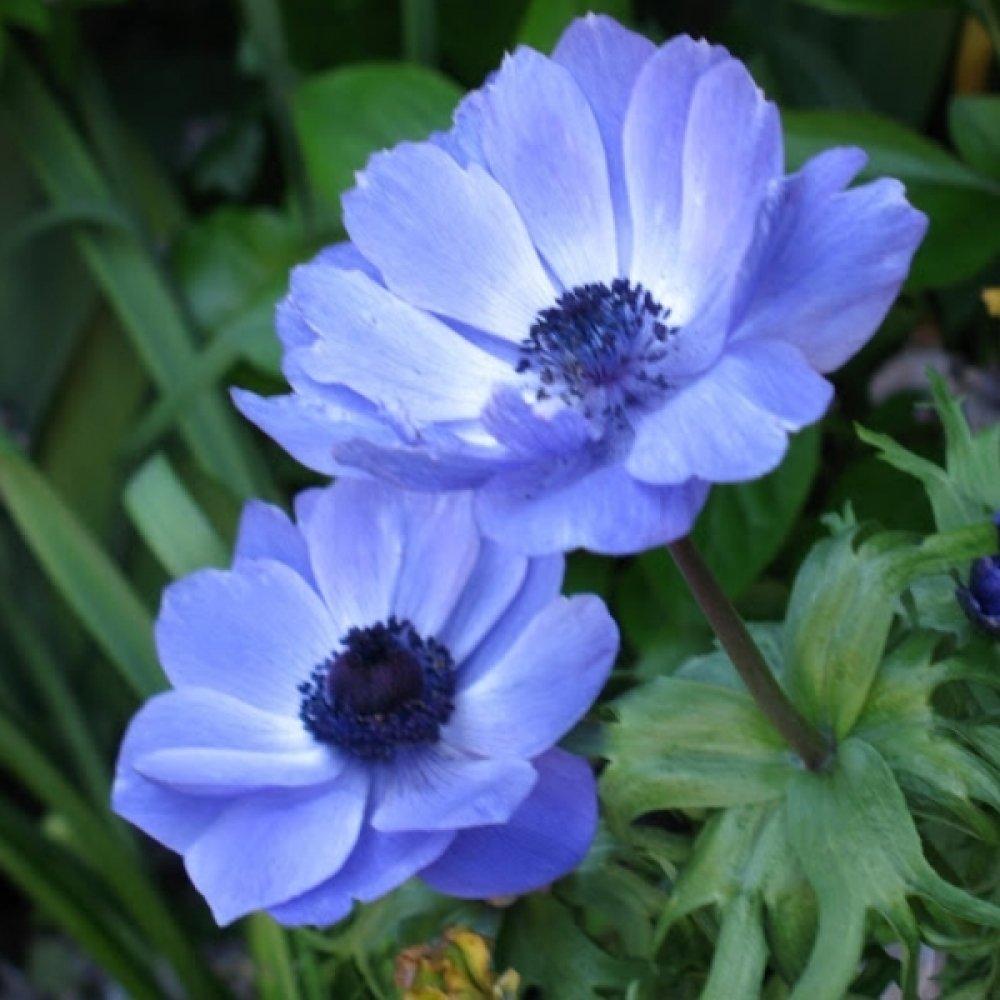 Pachet 100 bulbi anemone - eMAG.ro
