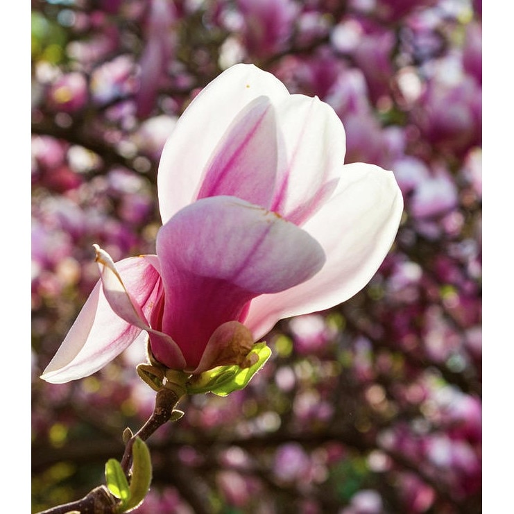 Magnolia Soulangeana, ghiveci 15L, inaltime 150-170 cm - eMAG.ro