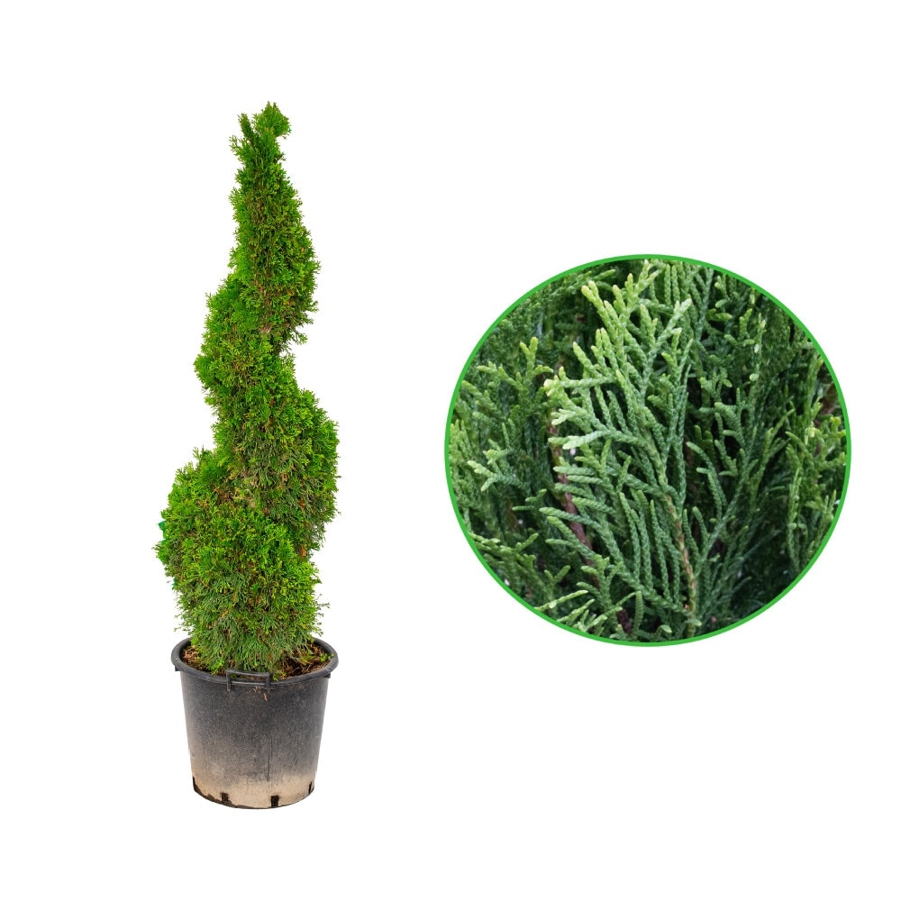 Chiparos Leylandii Cupressocyparis Leylandii Aurea Spirale 150-175 cm ...