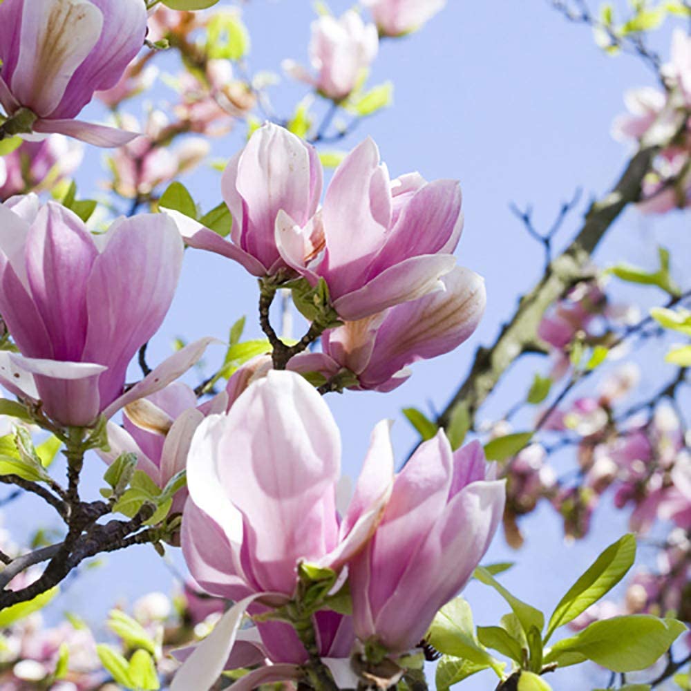 Magnolia Soulageana Roz 25-45 cm - eMAG.ro