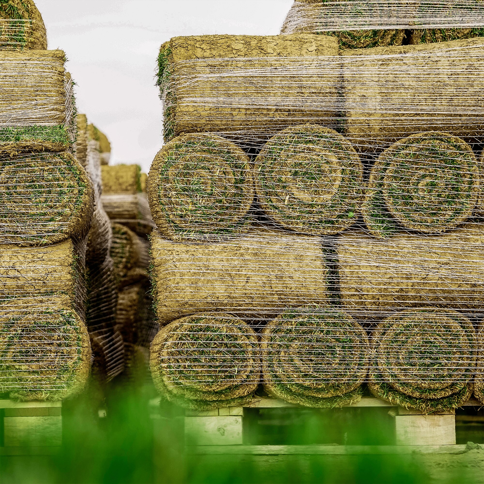 Gazon natural rulat OxyGazon tip Royal Seceta, 1 palet x 40 mp - eMAG.ro