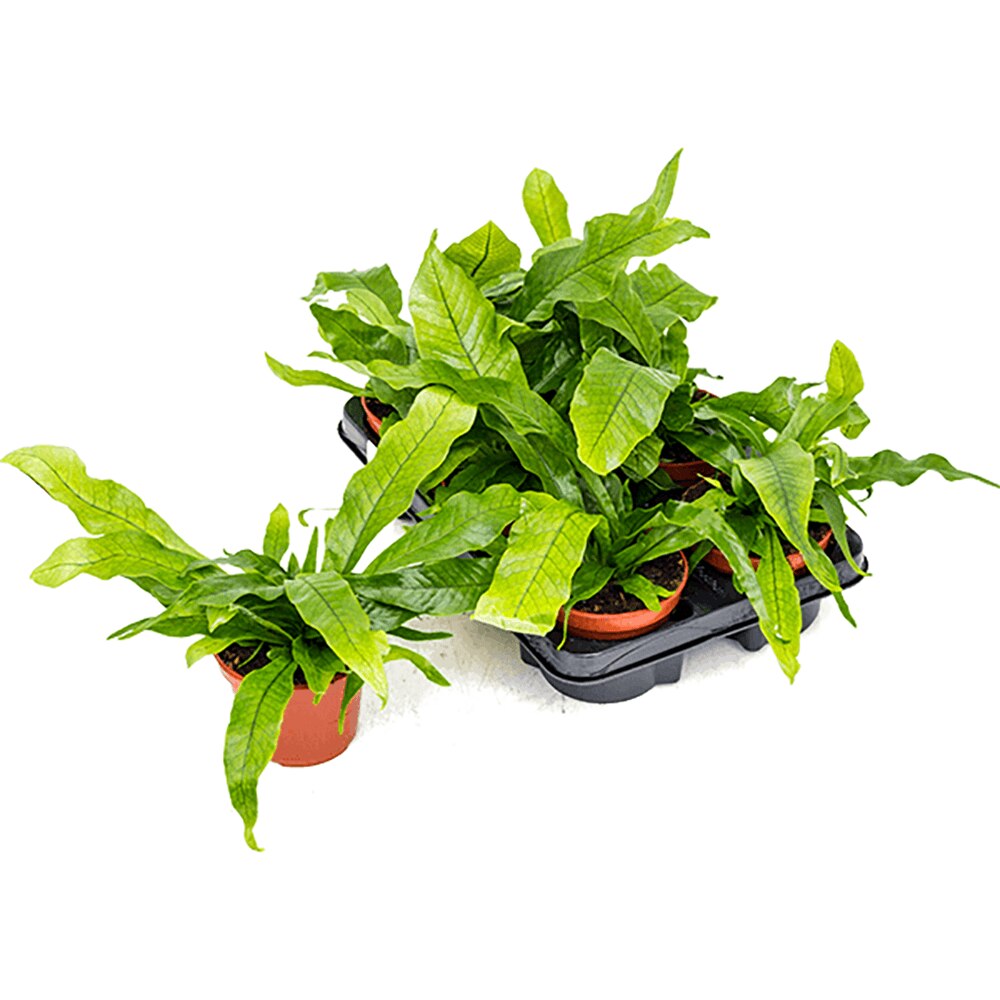 Feriga crocodil, 25cm, Verdena - eMAG.ro