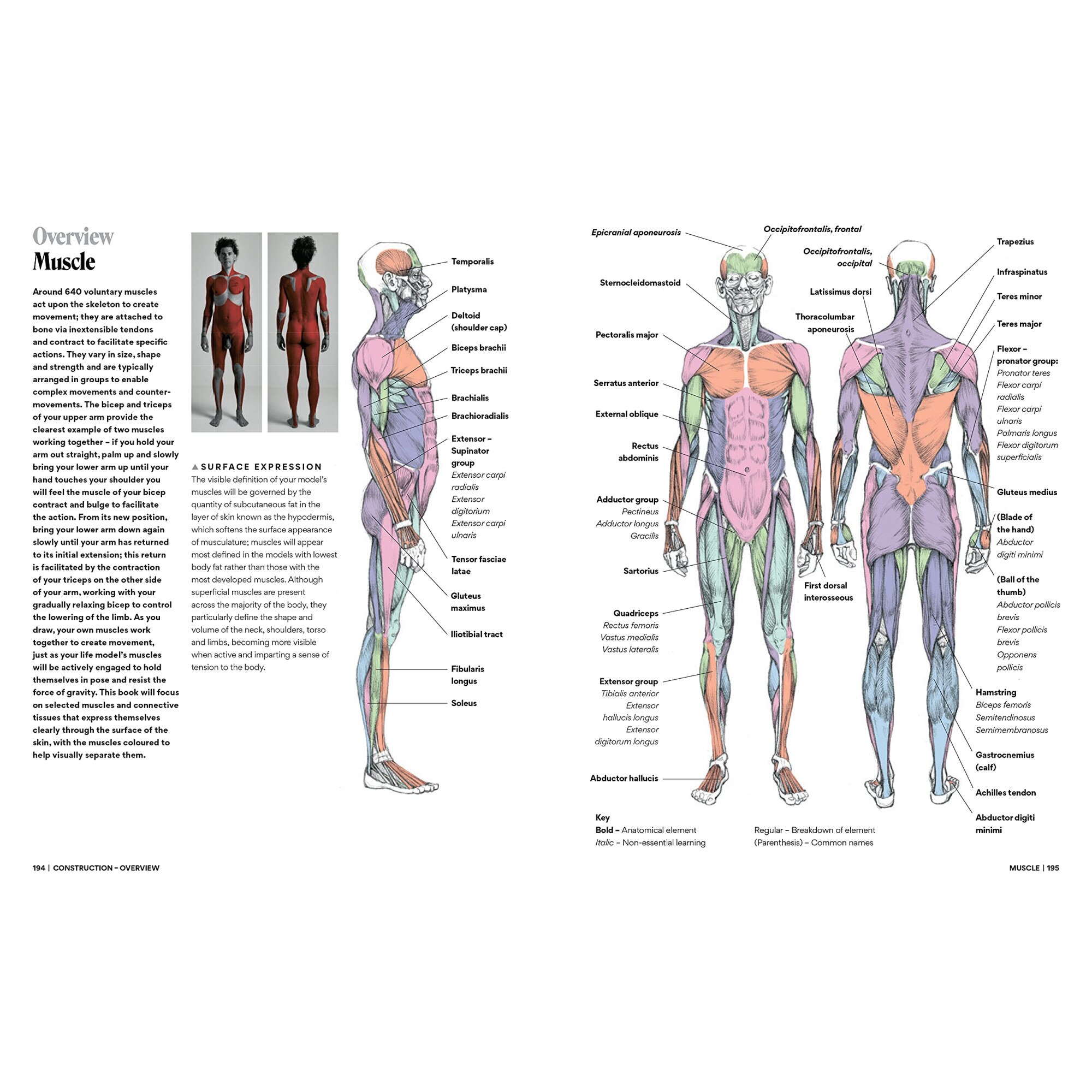 Figure Drawing - Jake Spicer - eMAG.ro