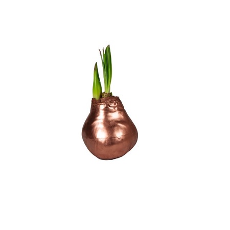 Bulb Amaryllis Copper Wax - eMAG.ro