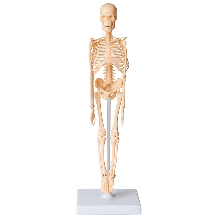 Schelet uman de jucarie, inaltime 30cm, EduScience - eMAG.ro