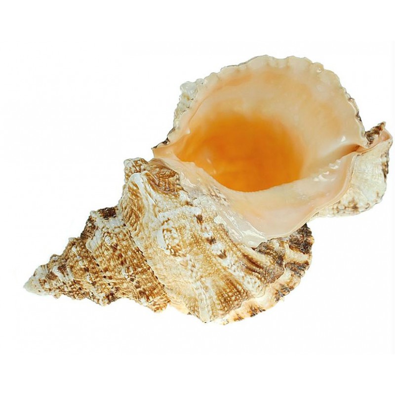 Scoica Bursa Bobu 23-25 cm, 8435567661128 - eMAG.ro