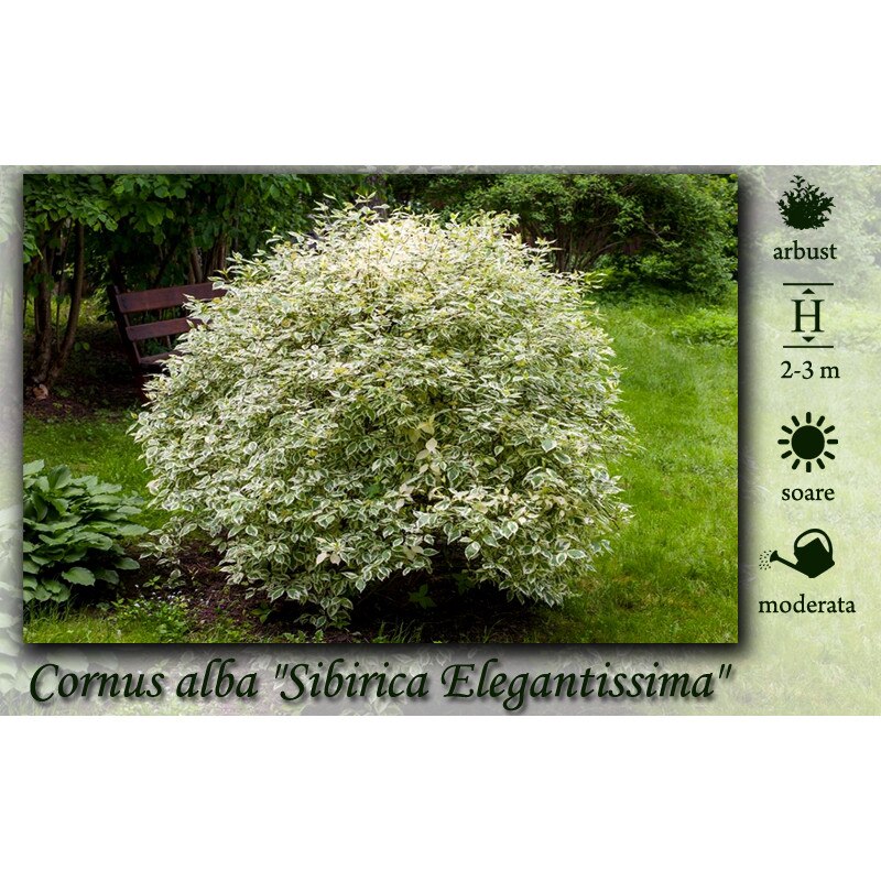 Corn variegat - Cornus alba "Sibirica Elegantissima" - eMAG.ro