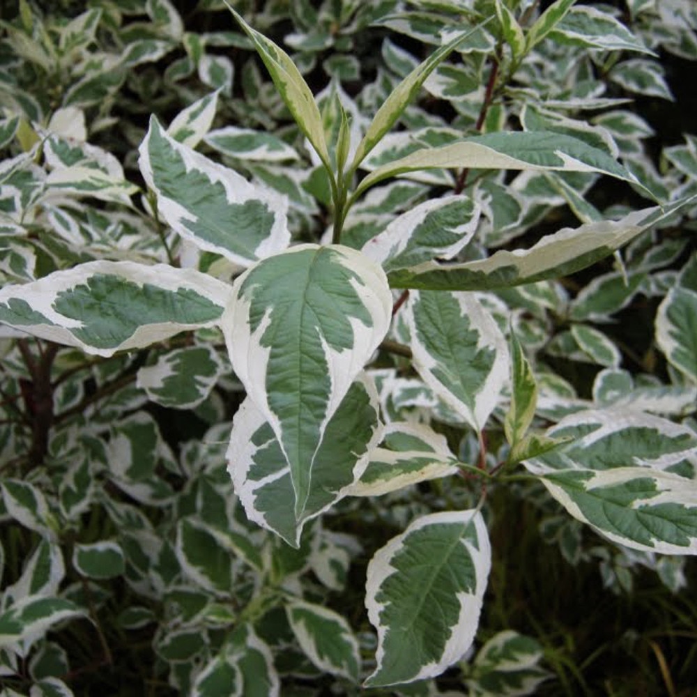 Corn variegat - Cornus alba "Sibirica Elegantissima" - eMAG.ro