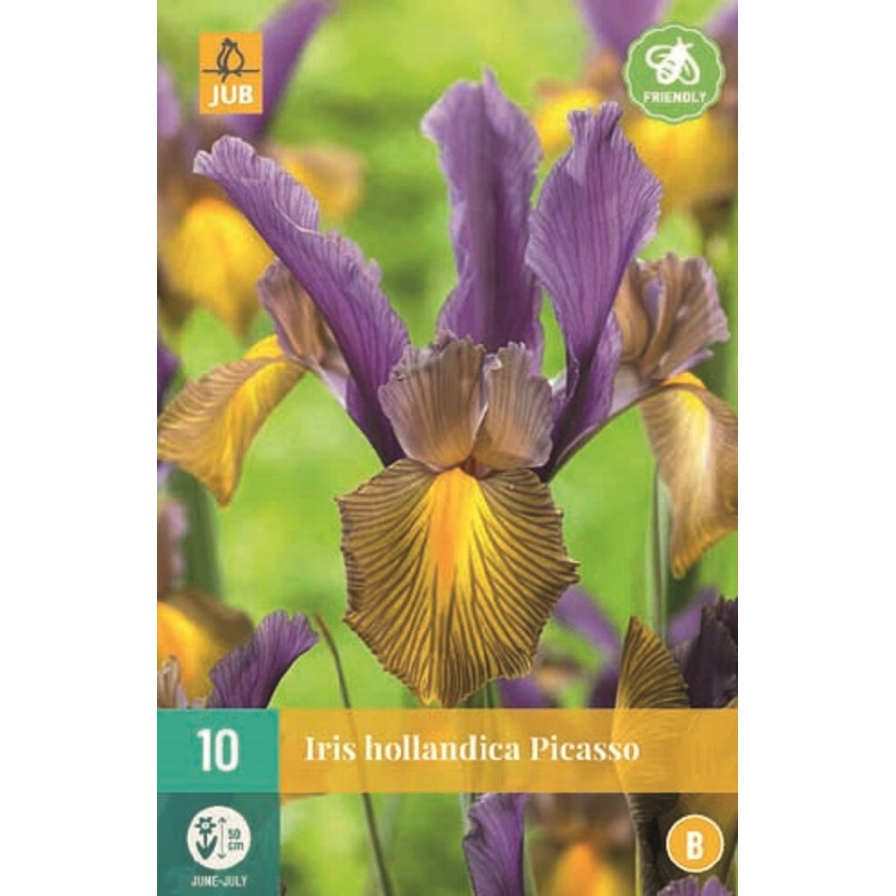 Bulbi, Iris Hollandica Picasso, Jub Holland, 10 buc - eMAG.ro