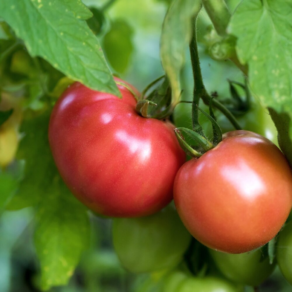 Tomate roz Lycopersicon Esculentum, Aphen F1, 250 seminte - eMAG.ro
