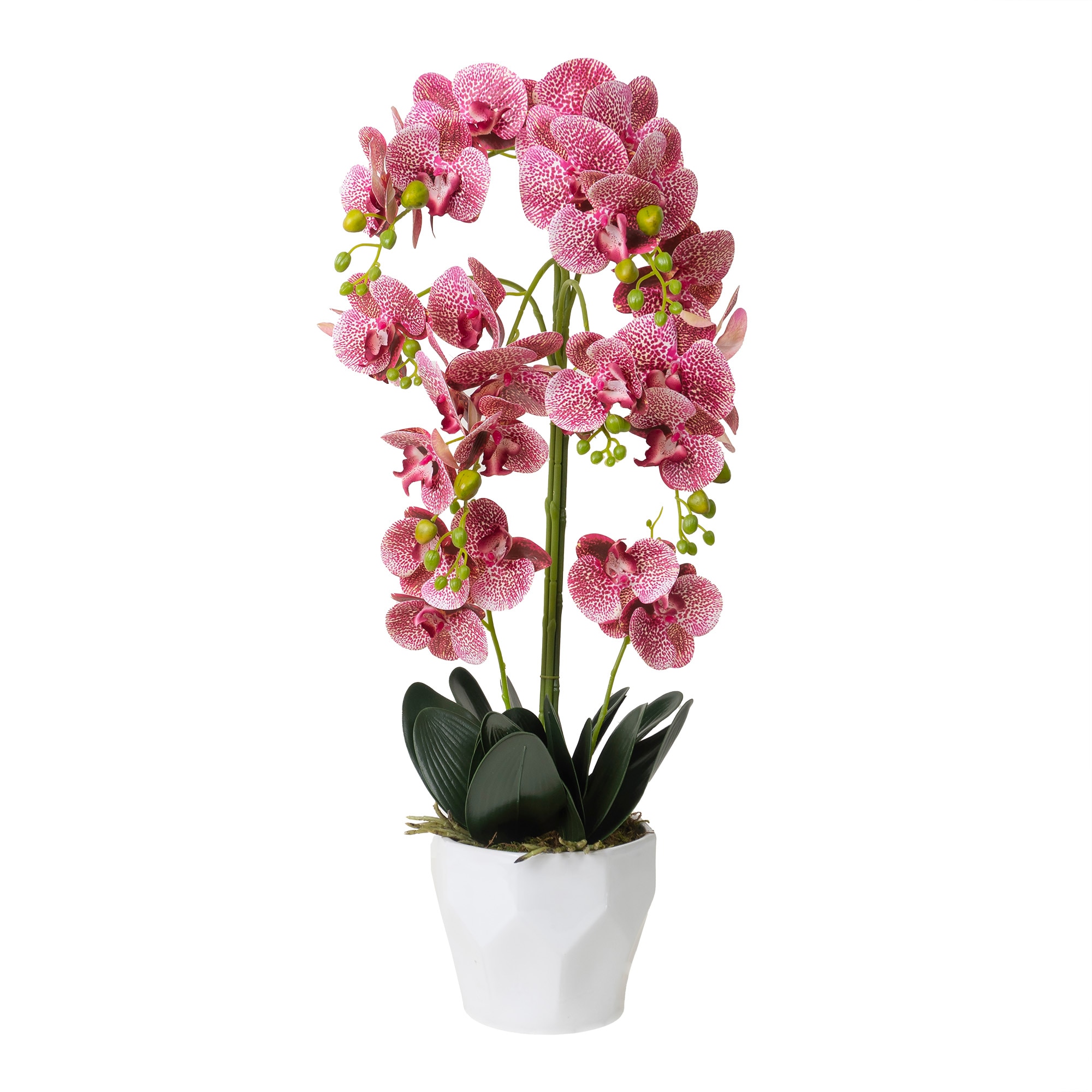 Orhidee 4 fire cu aspect natural in ghiveci ceramic alb, H 75 cm ...