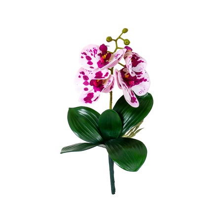 Fir orhidee cu radacina, inaltime 30cm / CD4501_Roz - eMAG.ro