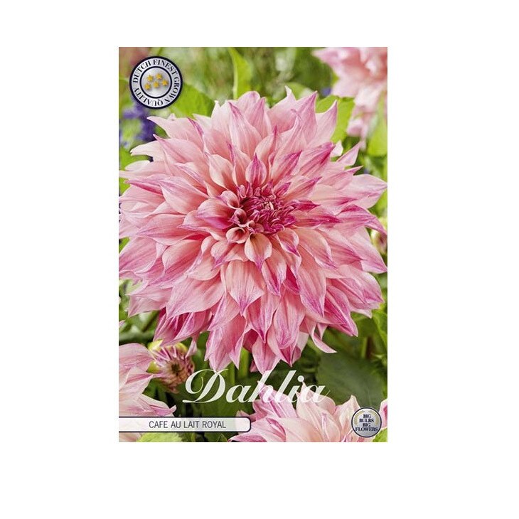 Bulbi, Dalia Cafe au Lait Royal, 100 g - eMAG.ro