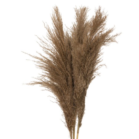 Planta decorativa, set 3 fire stuf Pampas, bej, 85cm - eMAG.ro