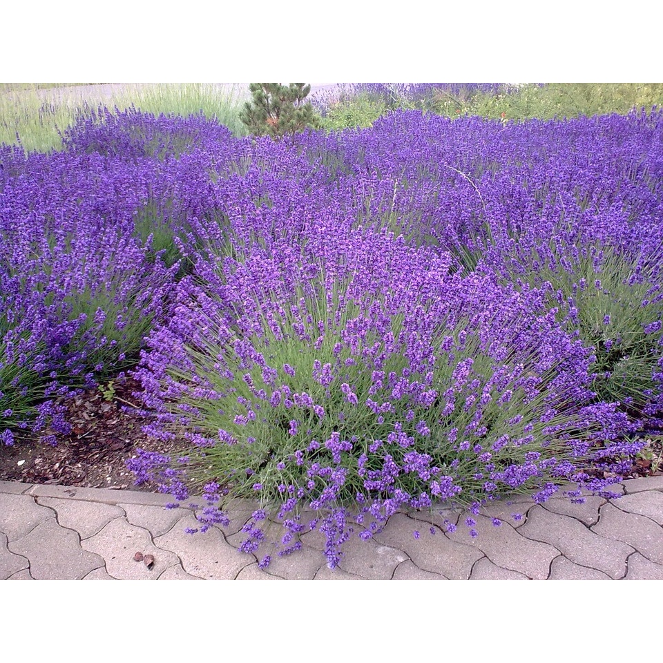 Lavanda in ghiveci 9x9 - Lavandula angustifolia - eMAG.ro