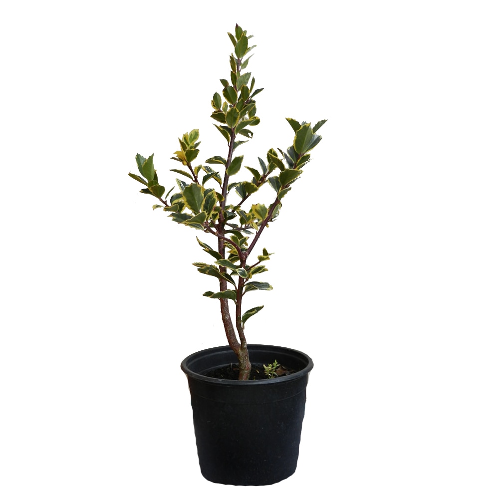 Ilex cu frunze variegate - Ilex aquifolium "Variegata" - eMAG.ro