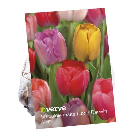 Bulbi lalea inalta mix, hibrid Darwin, 50 bucati, multicolor - eMAG.ro