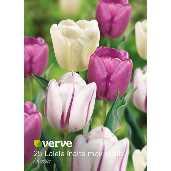 Bulbi lalea inalta mix violet si alb, 25 bucati - eMAG.ro