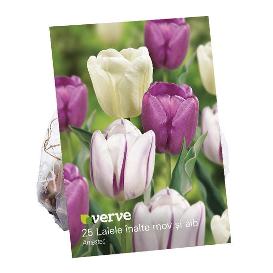 Bulbi lalea inalta mix violet si alb, 25 bucati - eMAG.ro