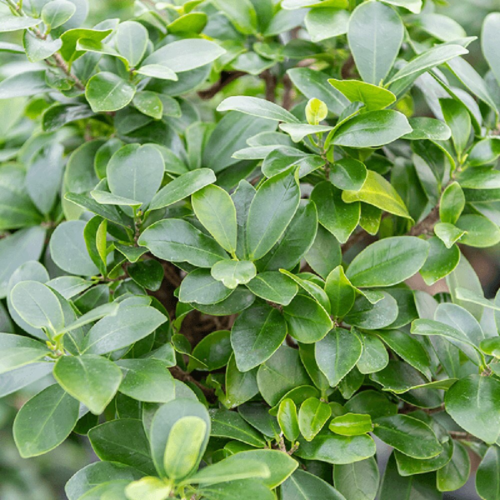 Ficus microcarpa Compacta - 120 cm, Verdena - eMAG.ro