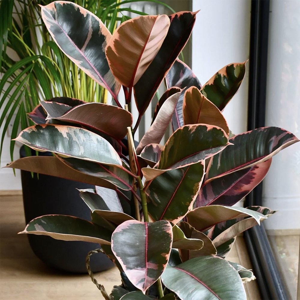 Ficus Belize - 75 cm, Verdena - eMAG.ro