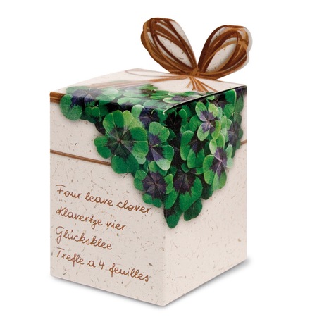 Mini Kit de gradinarit, bulbi Trifoi Oxalis si turba tableta in cutie ...