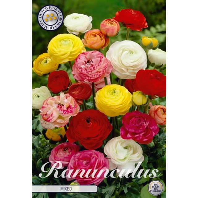Bulbi, Ranunculus multicolor, 10 buc, 20 g - eMAG.ro