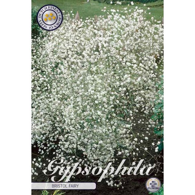 Bulbi, Gypsophila B. Fairy, Floarea Miresei, 3 buc, 65 g - eMAG.ro