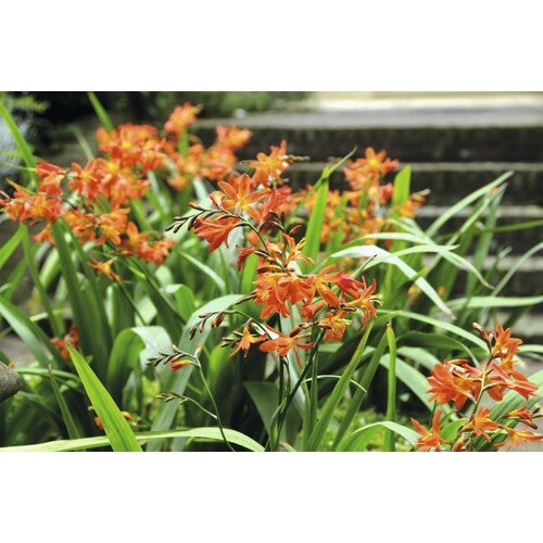 Mix bulbi flori de vara, favorabil pentru fluturi, 35 buc - eMAG.ro