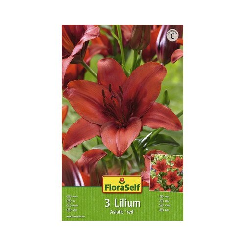 Bulbi crin asiatic 70 cm, rosu, 3 buc - eMAG.ro