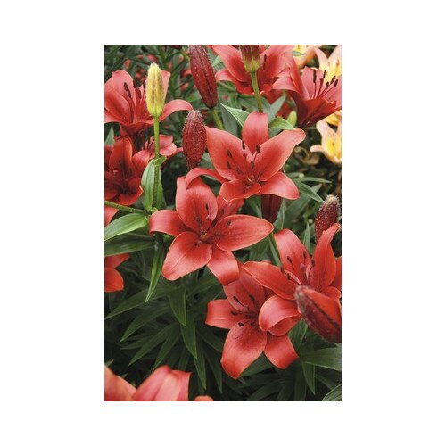 Bulbi crin asiatic 70 cm, rosu, 3 buc - eMAG.ro